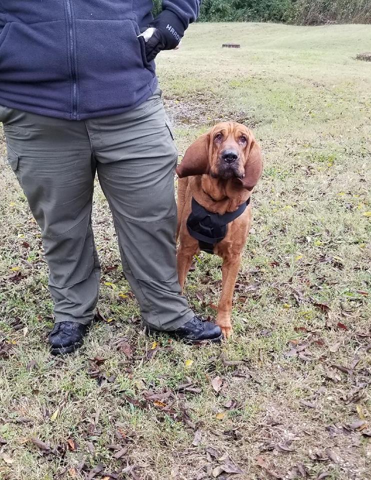 Fire Marshal’s K-9s are top dogs