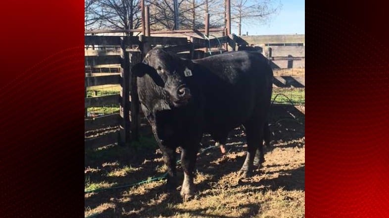 Reward rises again for information on cattle shooting